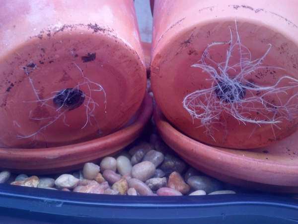 Aeromaster Humus Test on Plant Growth